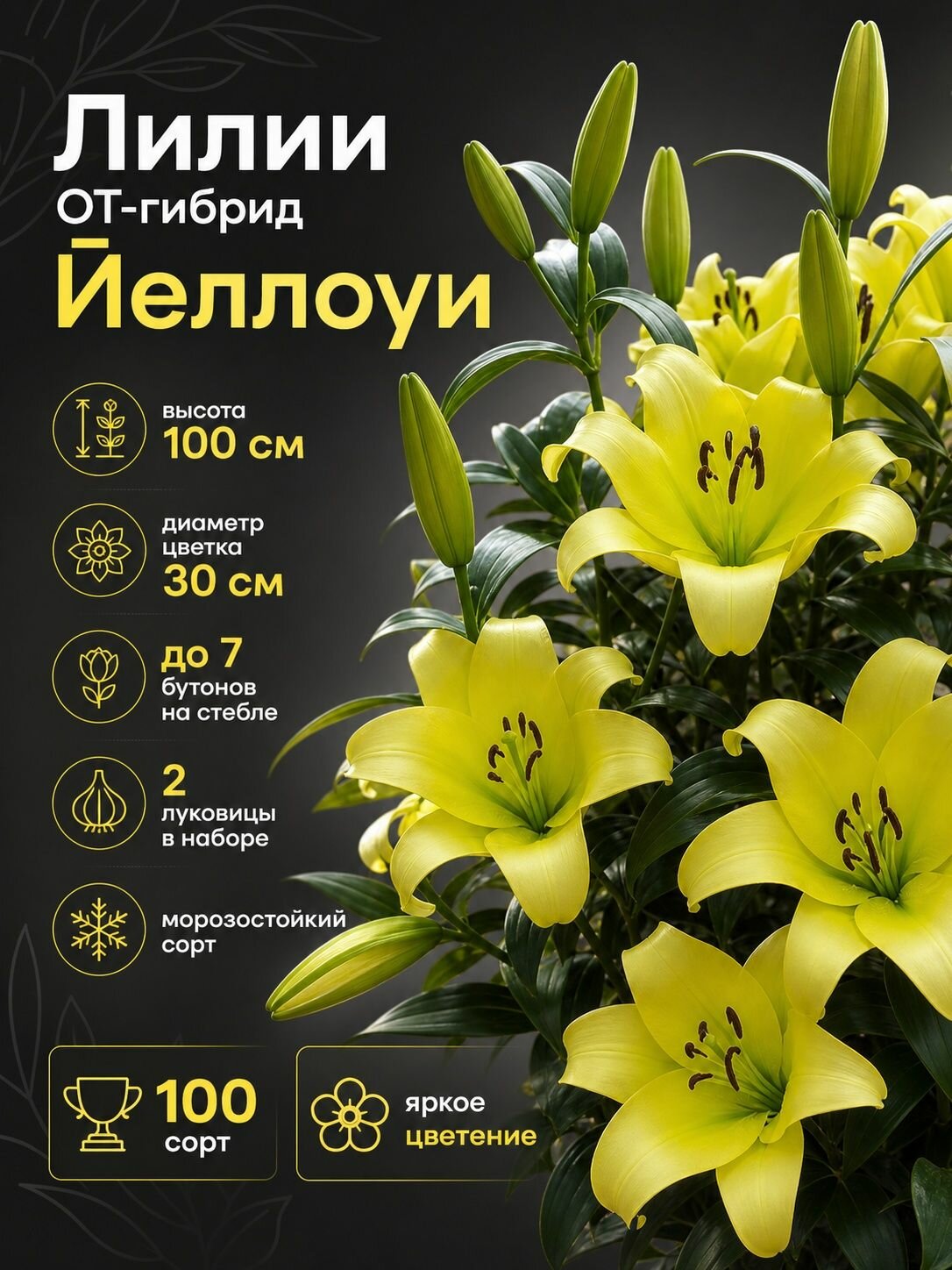 Луковицы лилии желтой от-гибрид Йеллоуин 2шт лилейное дерево