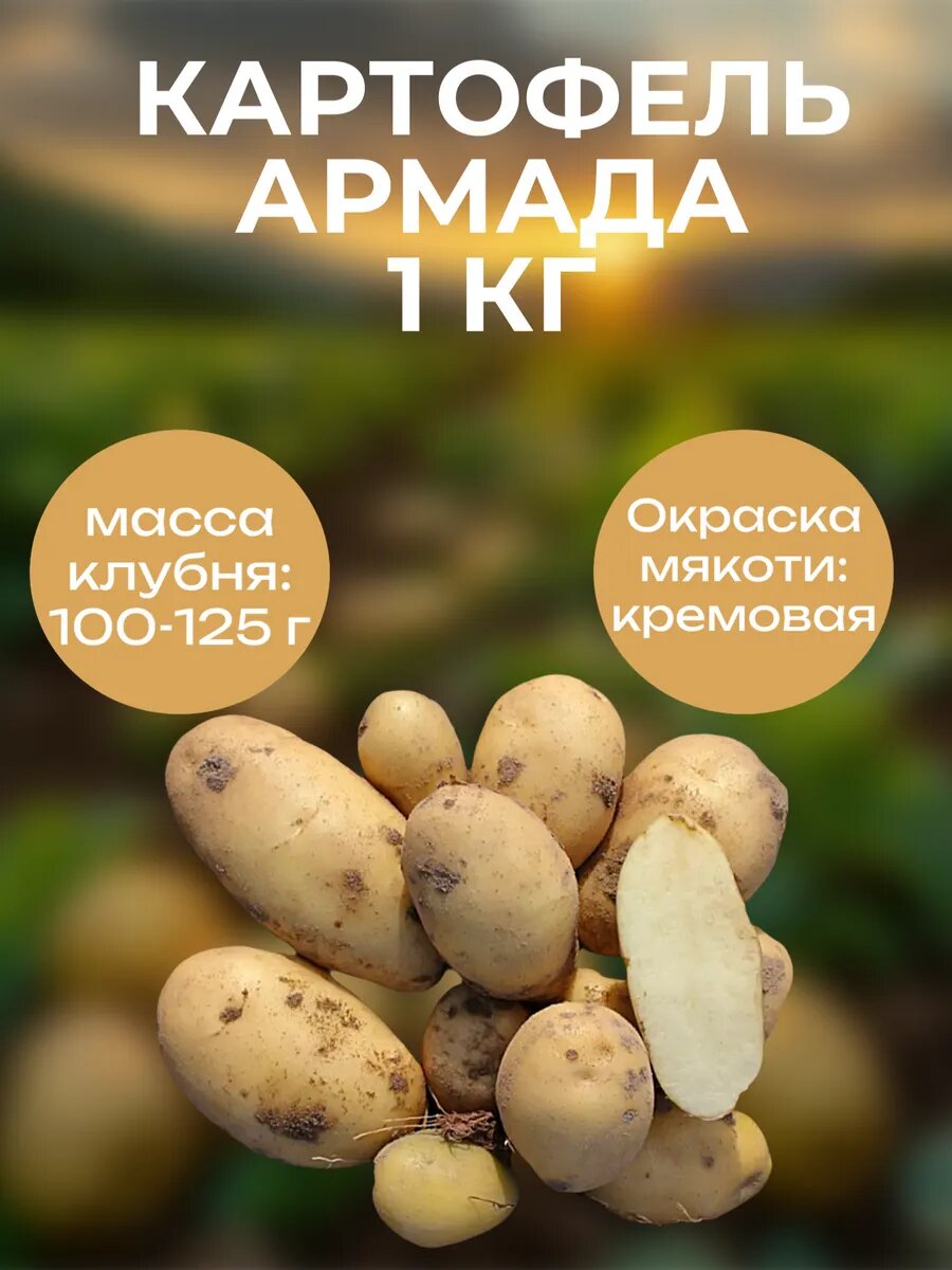 Картофель семенной Армада, 1 кг