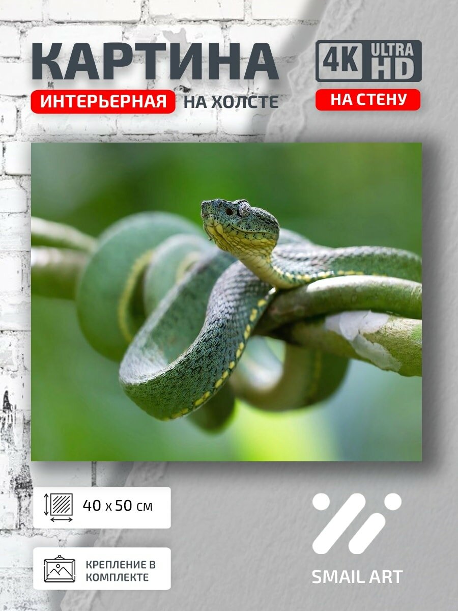 Картина на холсте интерьерная 40 на 50 на стену Животные Змея для кабинета атмосфера