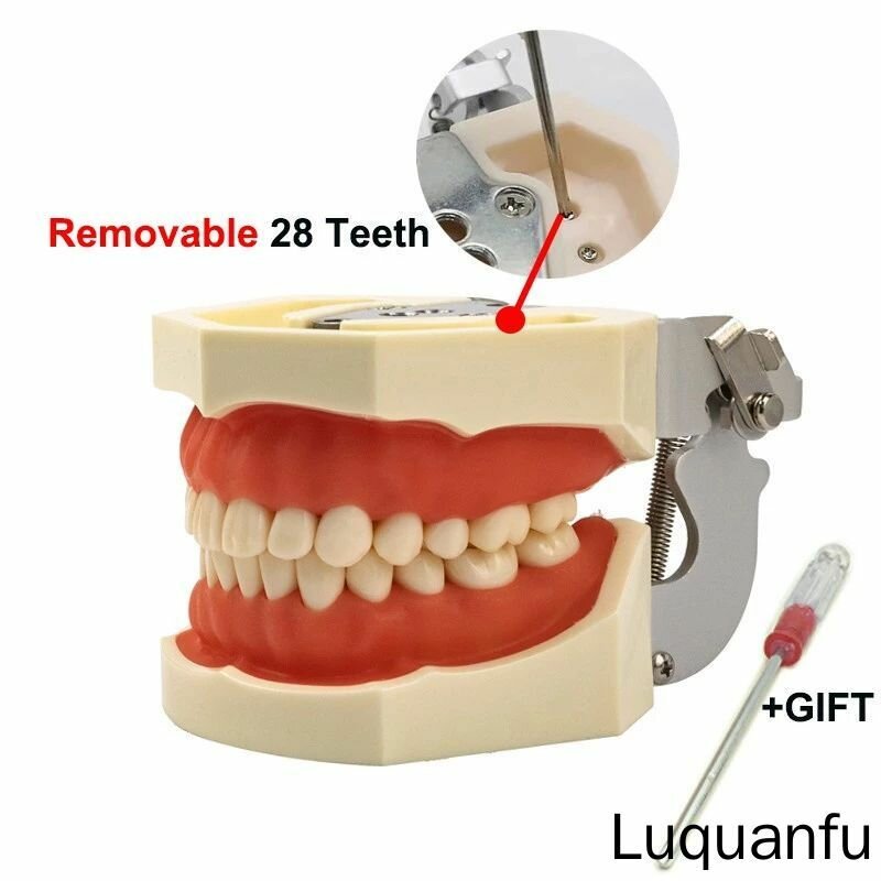 Cтоматологическая модель челюсти со съемными зубами 28Dent