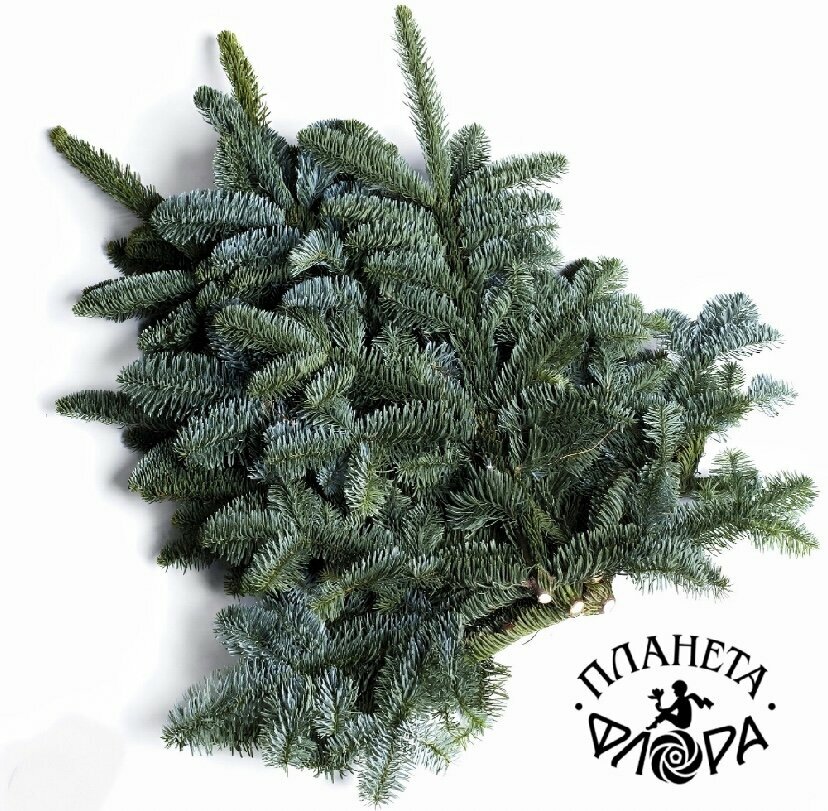 Нобилис 3-4 ветки, Нобилис, Нобилис 1 кг, Новогодние ветки нобилис