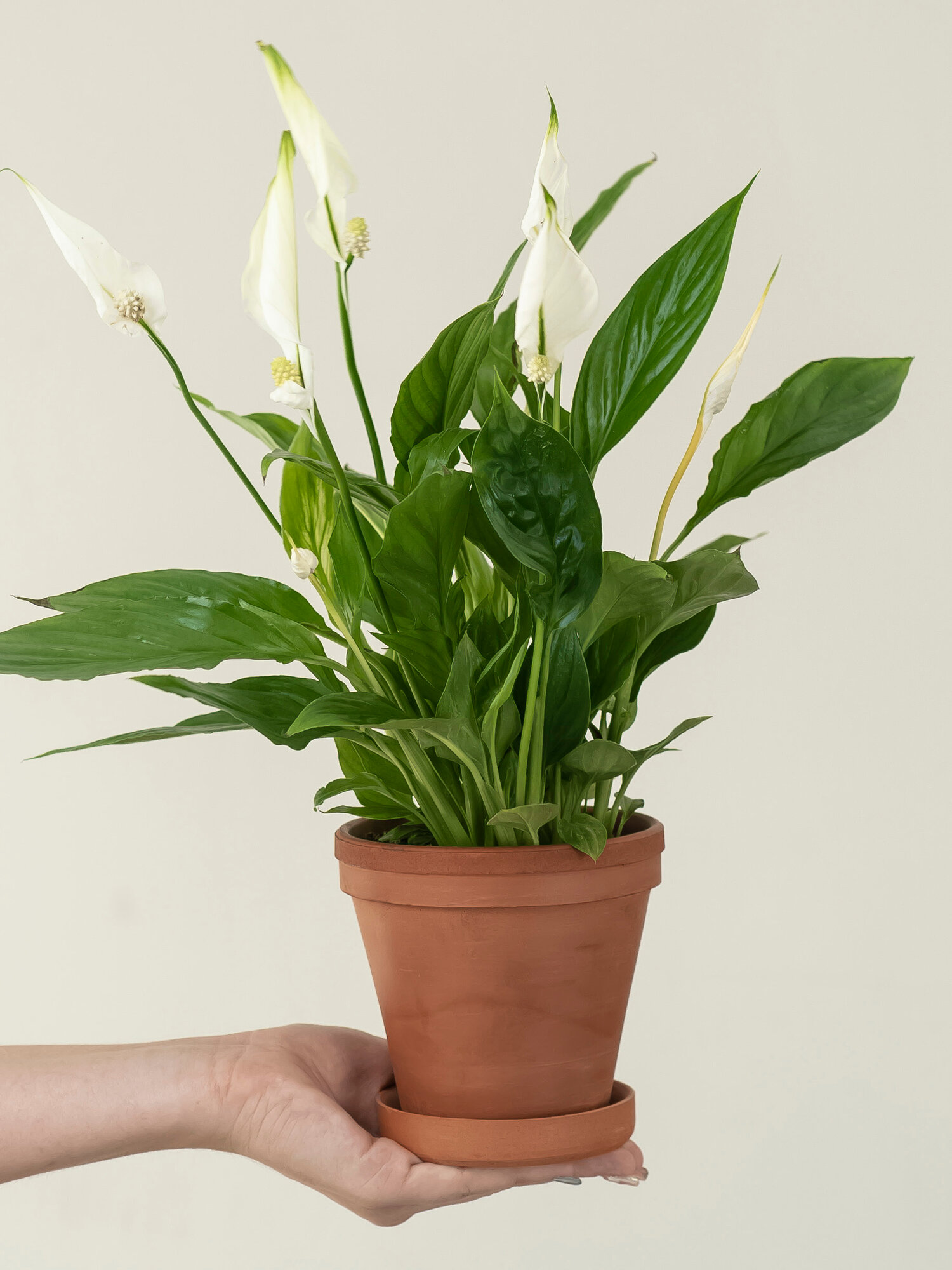 Geo Glass: Спатифиллум живой в керамике , растение для дома и офиса 30-35 см