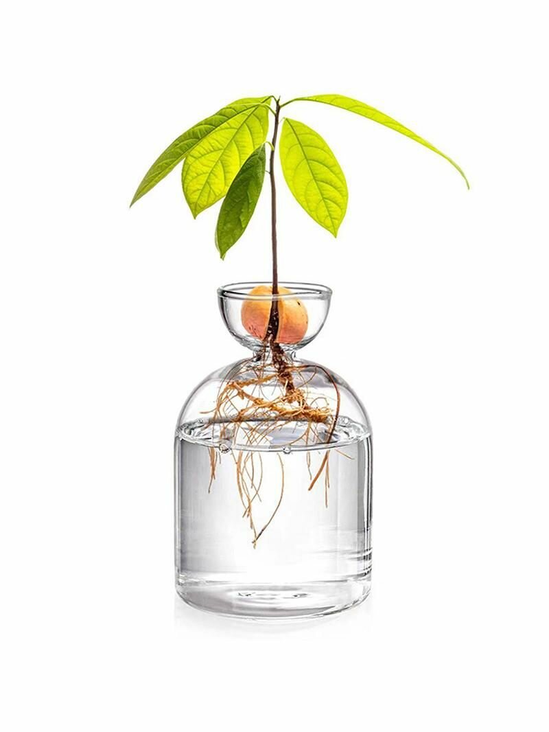 Длинная овальная гидропонная ваза из авокадо