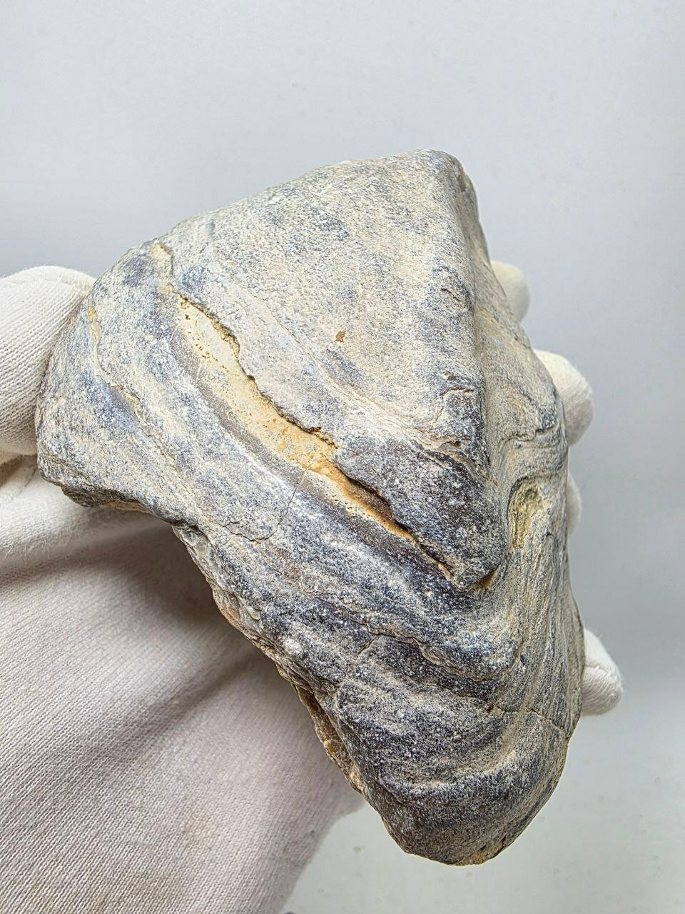 Окаменелая устрица Gryphaea, 102 мм, 247 г.