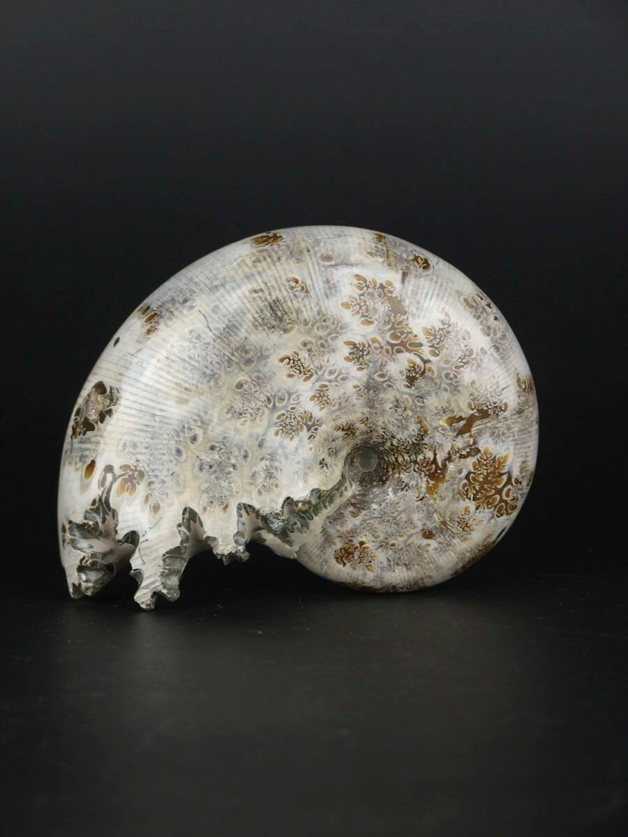 Аммонит Phylloceras - Символ вечности и оберег - Мадагаскар - 90*70 мм