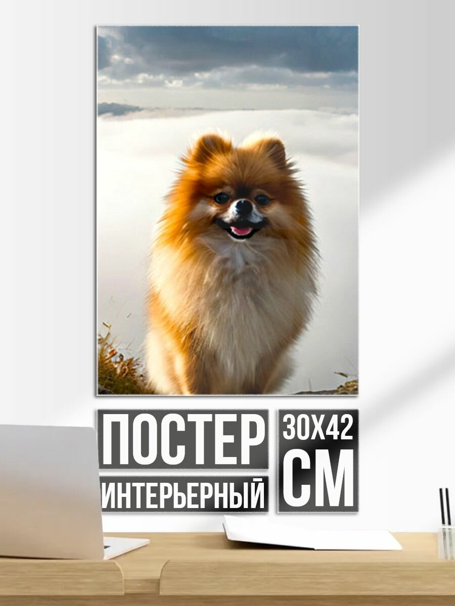 Постер на стену Шпиц на природе