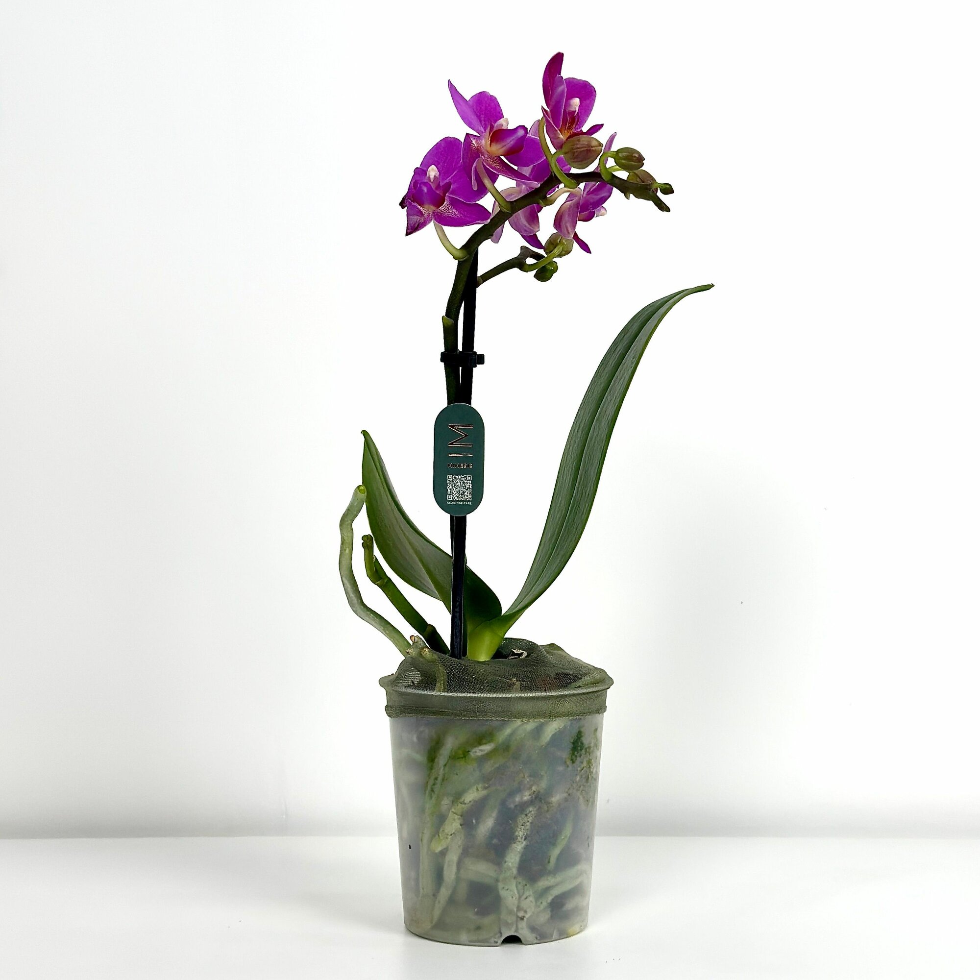Орхидея Фаленопсис фиолетовая в горшке D9 высота 30 см