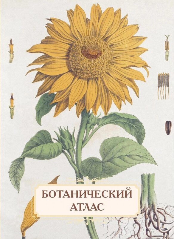 Ботанический атлас. Н. П. Животовский (Иванов С.)