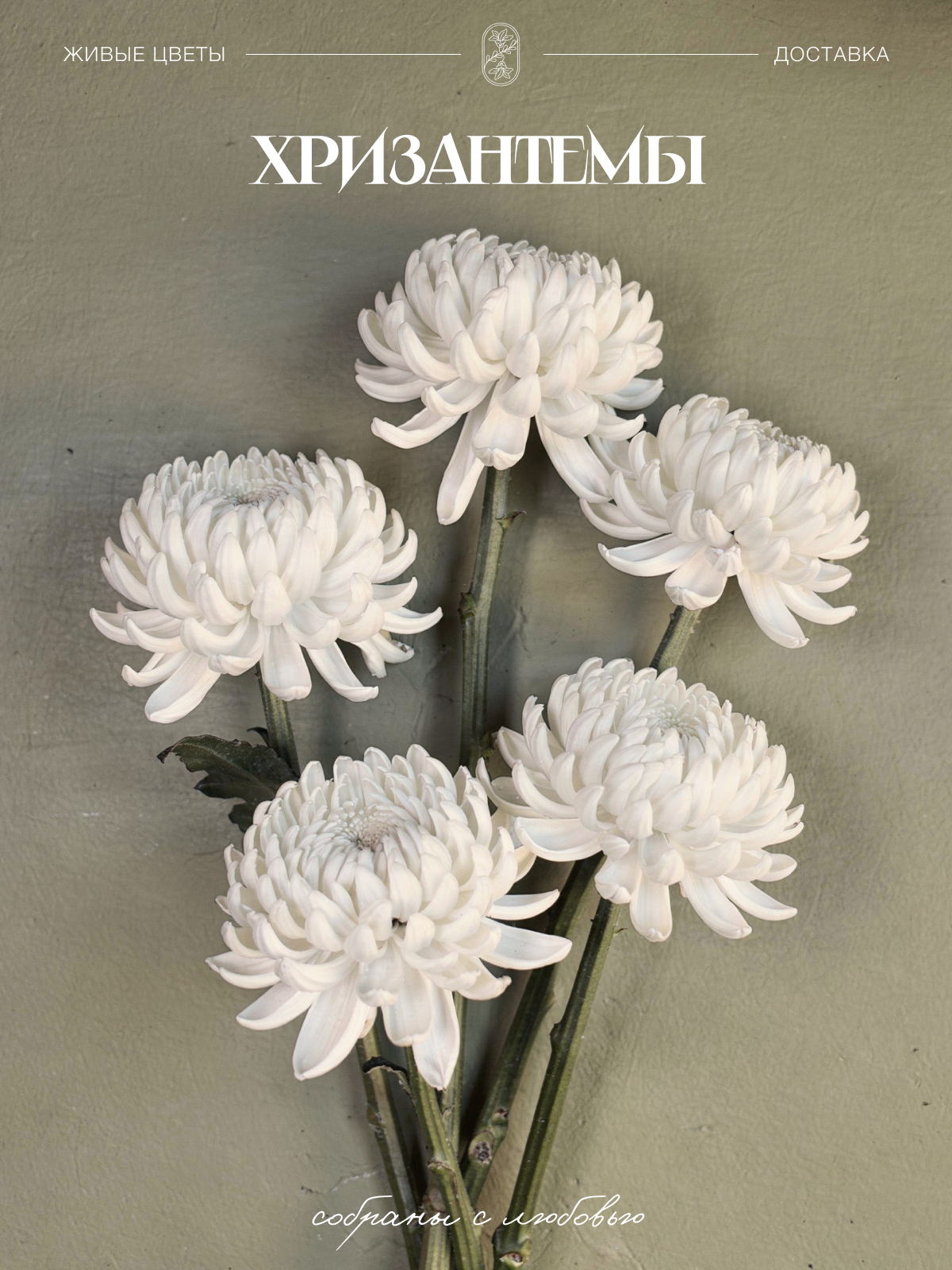 Букет живых цветов из 5 одноголовых хризантем