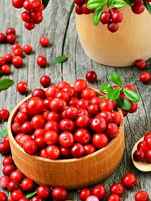 Брусника Хадион, Семена, 20 шт, семена ягод, семена лесных ягод