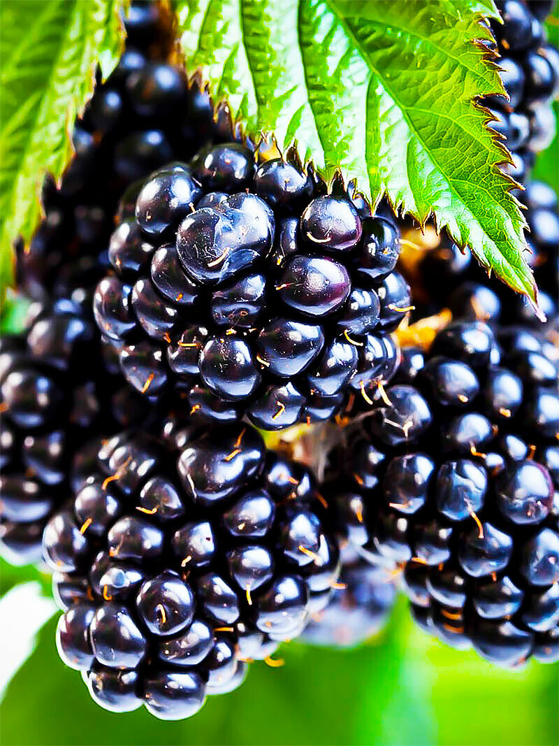 Ежевика аллеганская Вио, Семена, 10 шт, семена ягод и фруктов