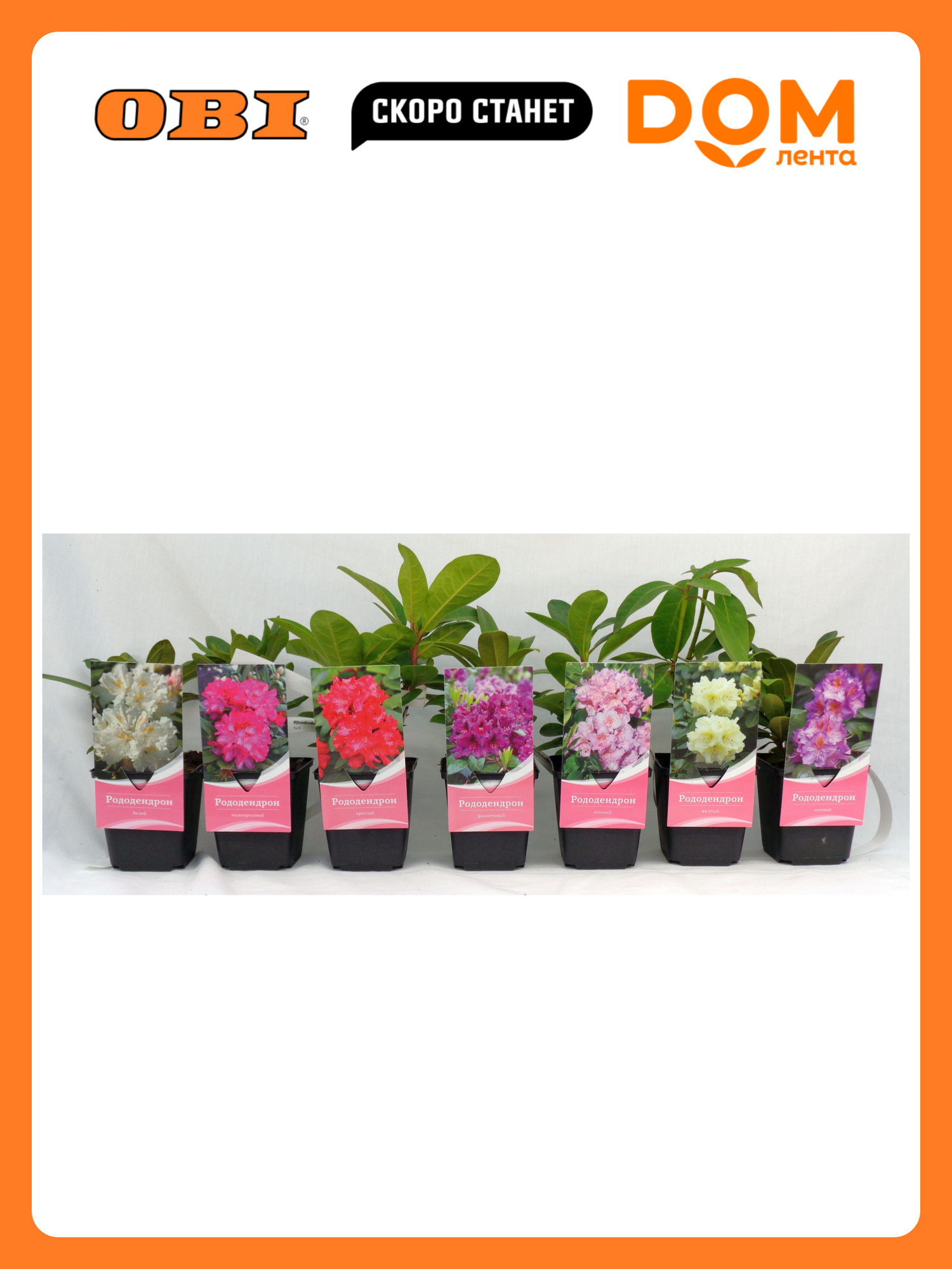 Рододендрон 896608, гибридный, микс, P9, многолетнее, лиственное, цветы