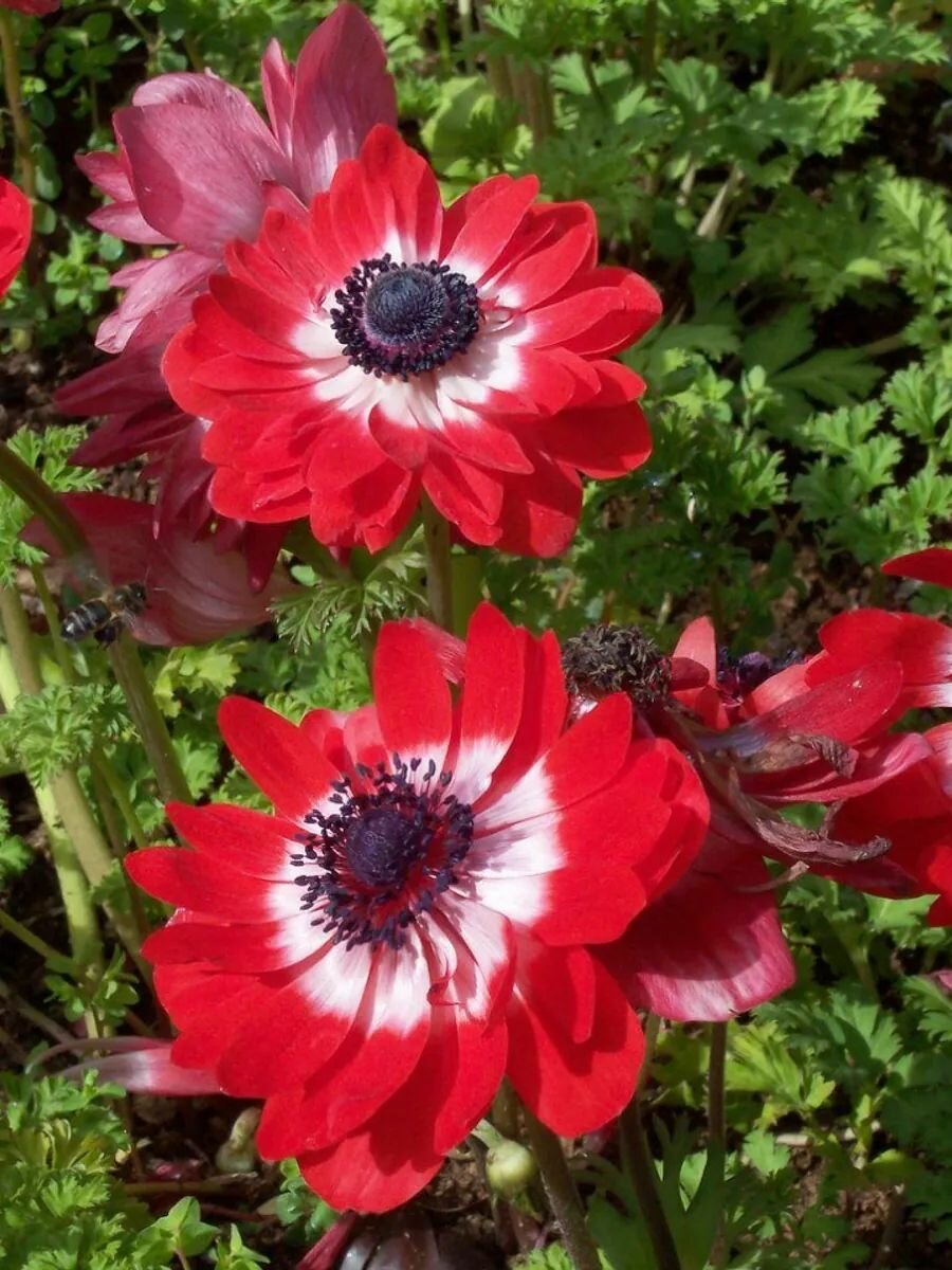 Анемона (Ветреница) махровая Говернор 10 шт / Луковицы анемоны