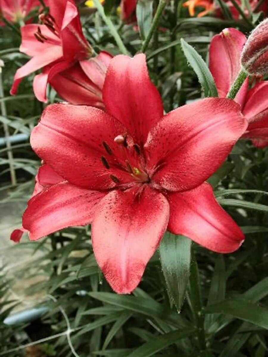 Лилия Ред Кантри азиатская / Луковицы азиатских лилий