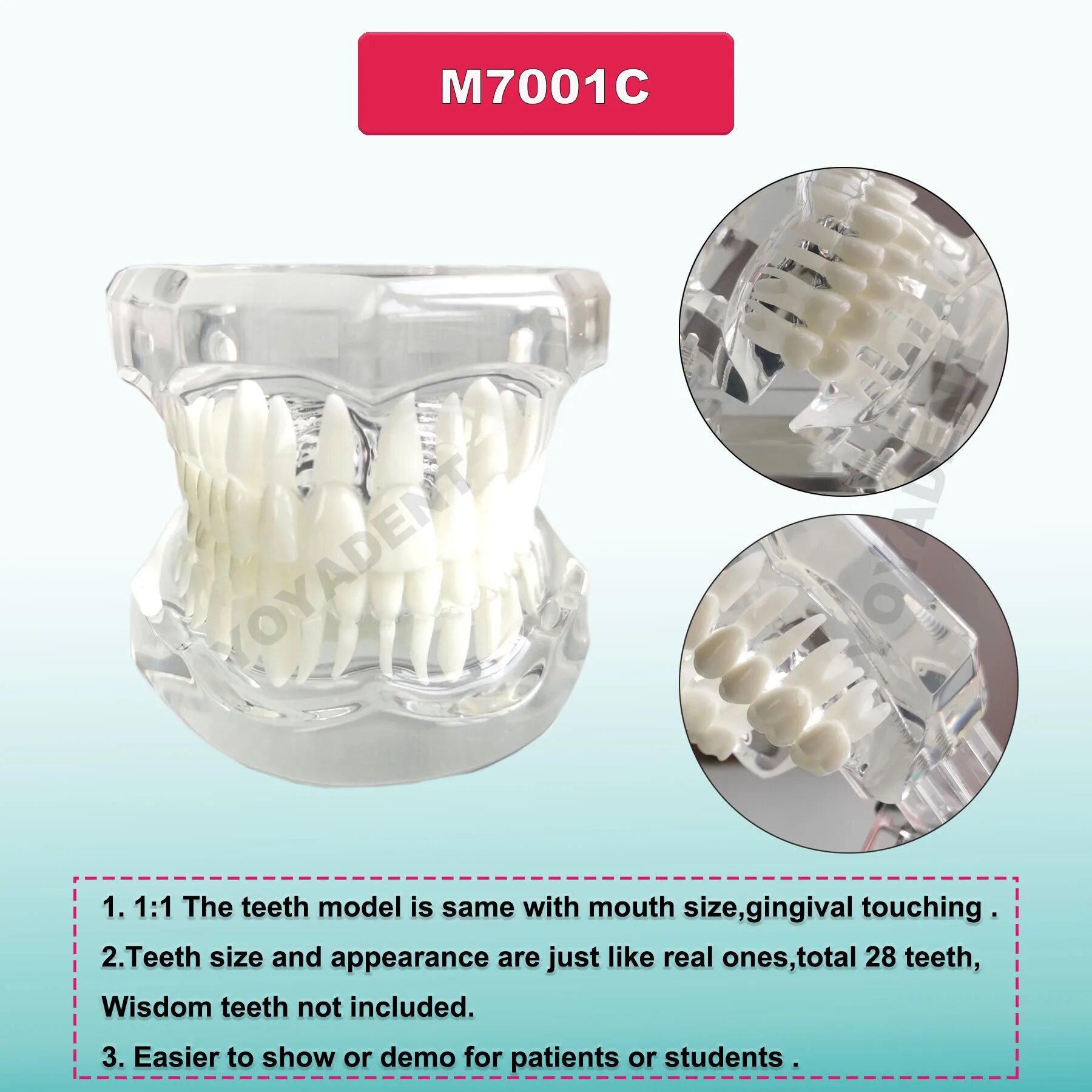 Стоматологические модели YOYADENT teeth model