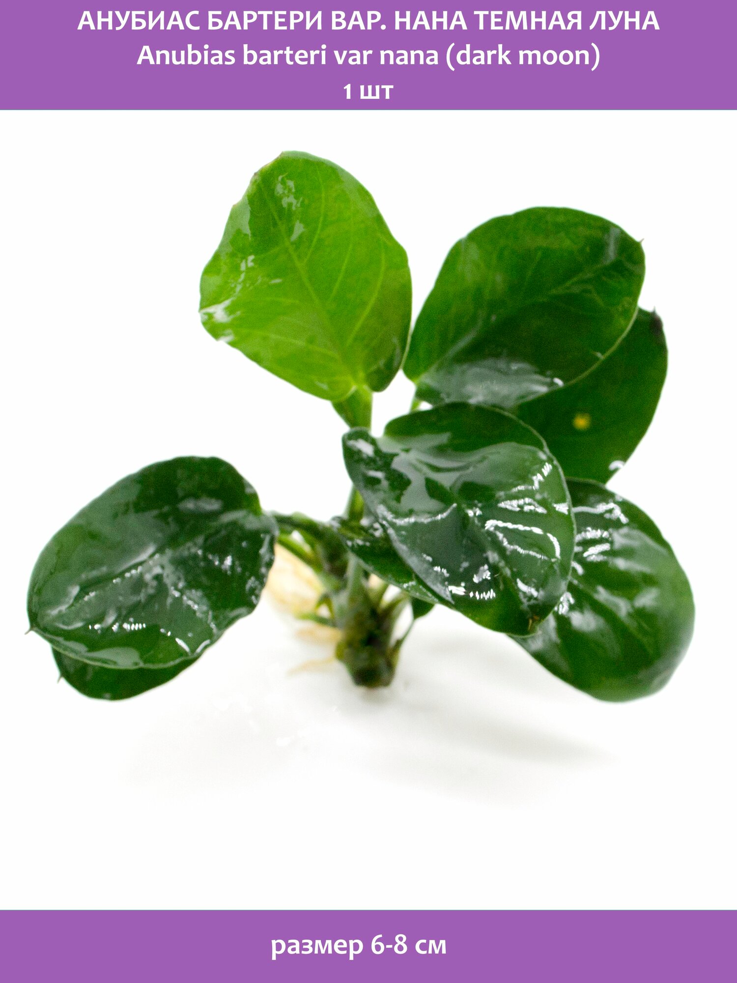 Bestfish24 Анубиас бартери вар. нана Дарк Мун, 6-8см, 1шт растение для аквариума