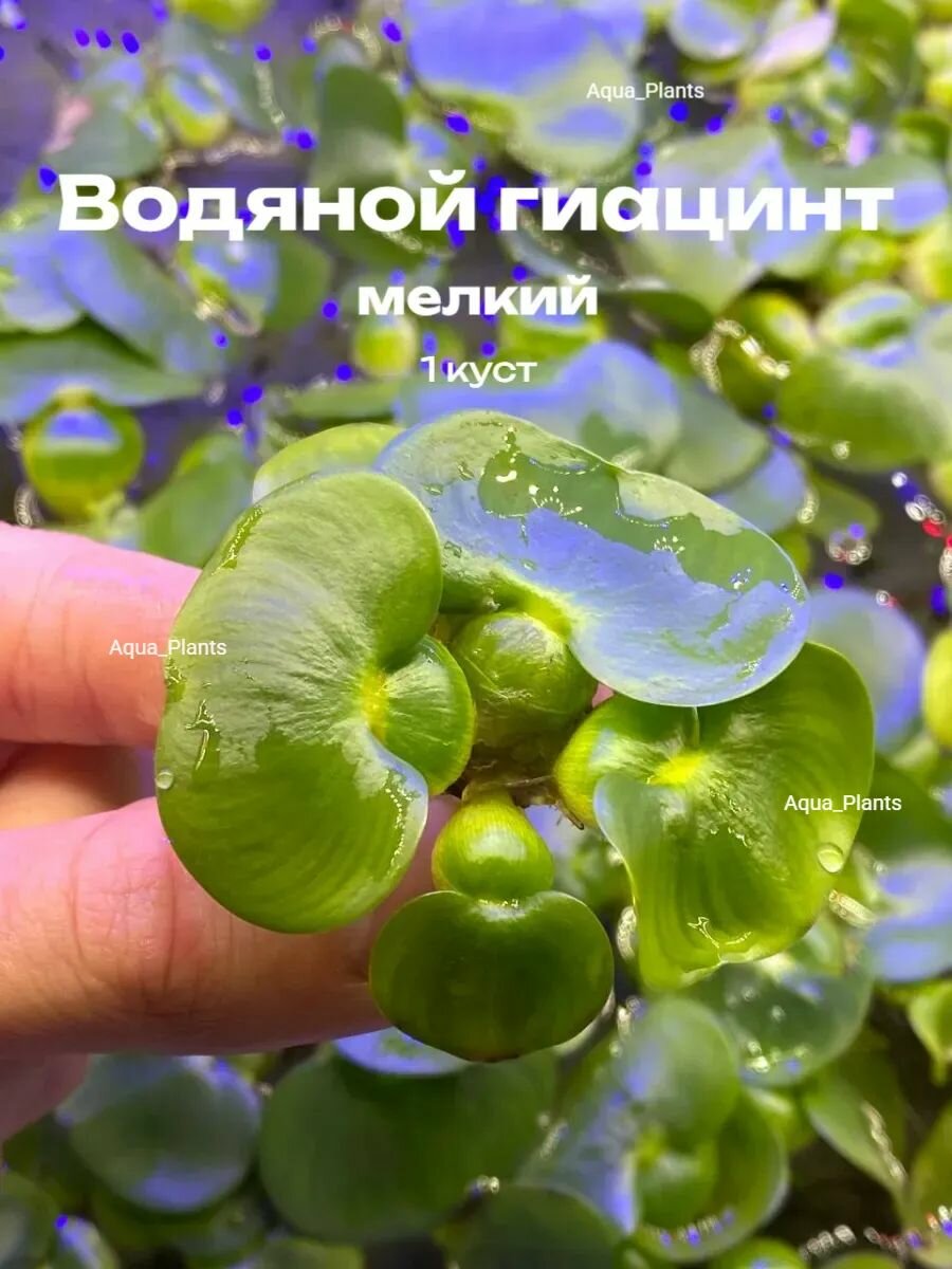 Водяной гиацинт мелкий (Эйхорния отличная или толстоножковая) - Eichhornia crassipes (1 куст). Живое аквариумное и прудовое растение
