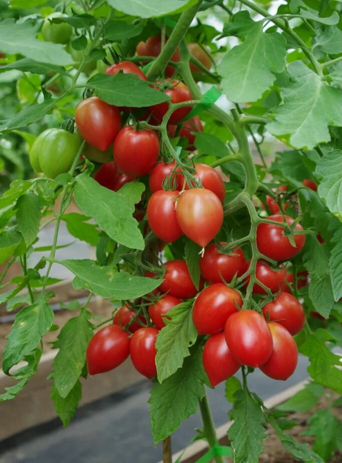 Семена томат Лапочка — фото 1