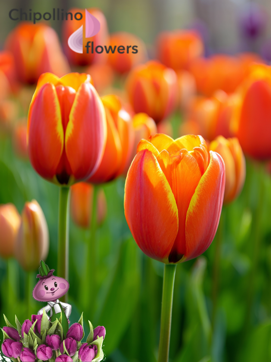 Луковицы цветов, Chipollino flowers, Тюльпан DENMARK (5 луковиц)