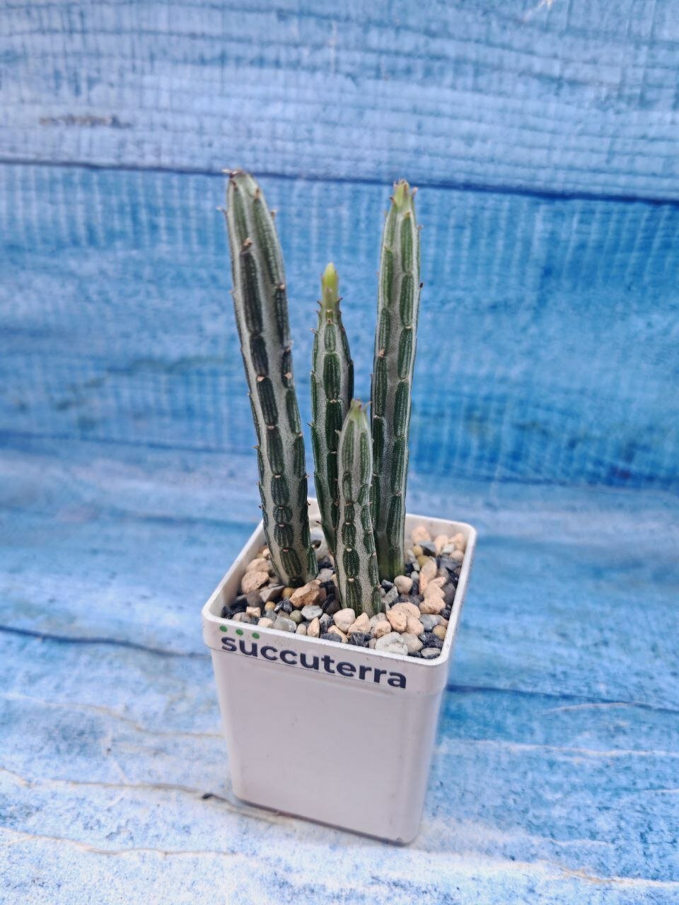 Суккулент Senecio Stapeliiformis (Крестовник). Диаметр горшка 5 см. Субстрат Succuterra Classic и фирменный горшочек в комплекте.