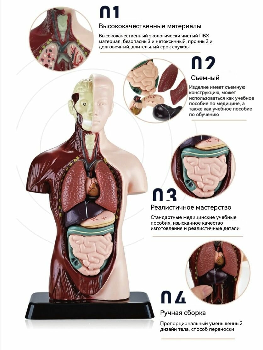 Скелет человека анатомический-Съемный набор моделей анатомии человека, материал ПВХ, может быть изготовлен своими руками
