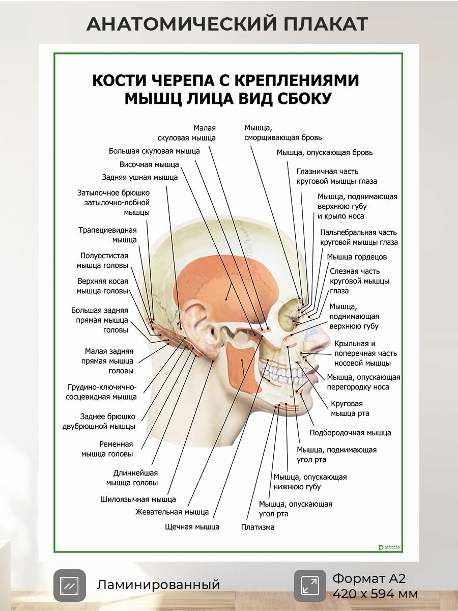 Обучающий медицинский плакат ламинированный формат А2 Кости черепа с креплениями мышц лица. Вид сбоку