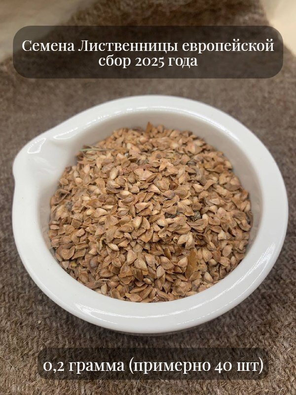Семена Лиственницы европейской, 0.2 грамма (примерно 40шт)