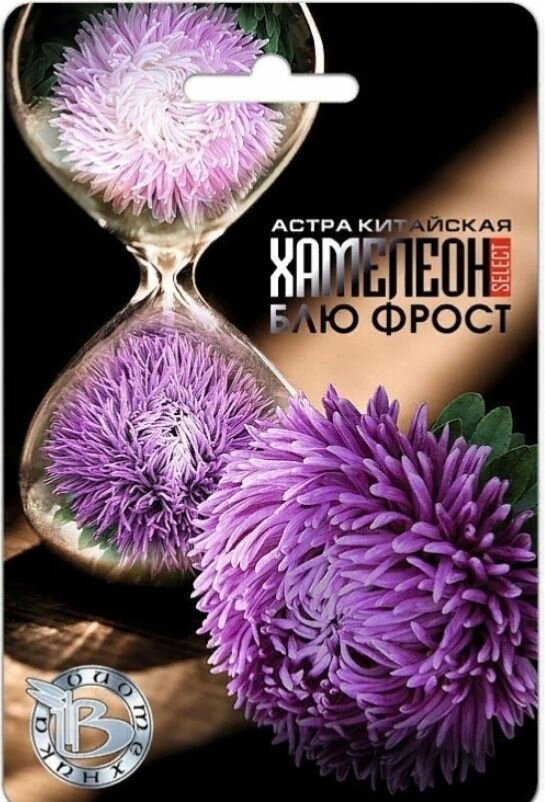 Астра китайская Хамелеон Блю Фрост (30 сем)