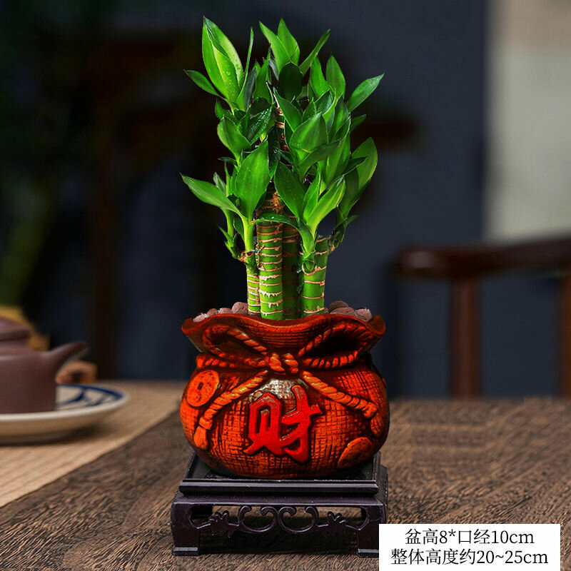 Горячая распродажаУдачный бамбук, комнатное растение, привлекающее богатство, зеленое растение, лотос, бамбук, гидропоника, для офиса, спальни, настольное, вечнозеленое, для всех сезонов