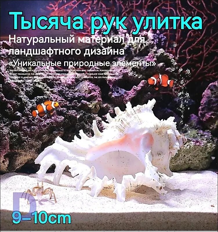 Ракушка морская, натуральная Мурекс, " Белая невеста" 9-10см./декорация для аквариума