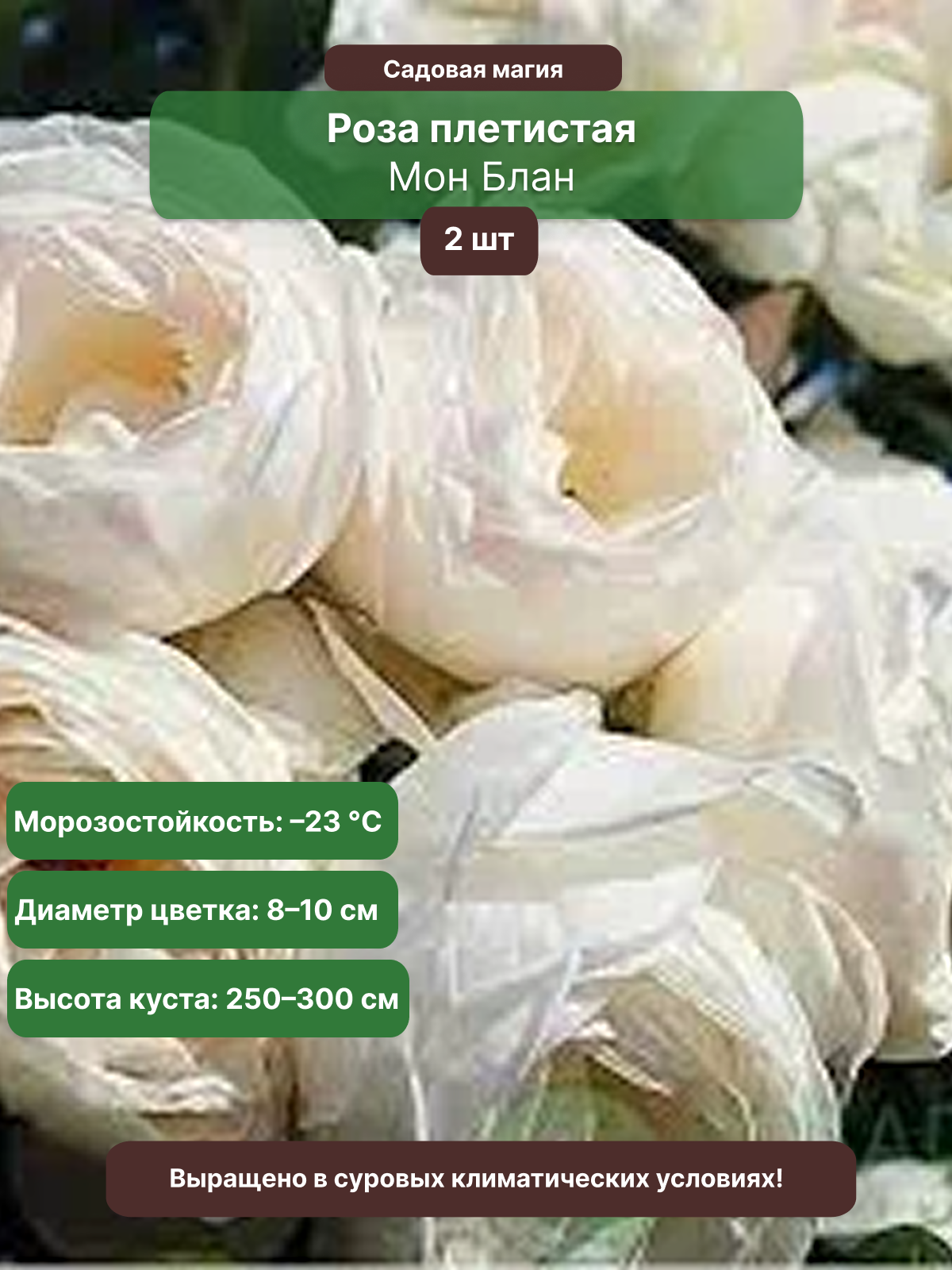 Роза плетистая "Мон Блан", 2 саженца, белая, светло-розовая, 30-50 см