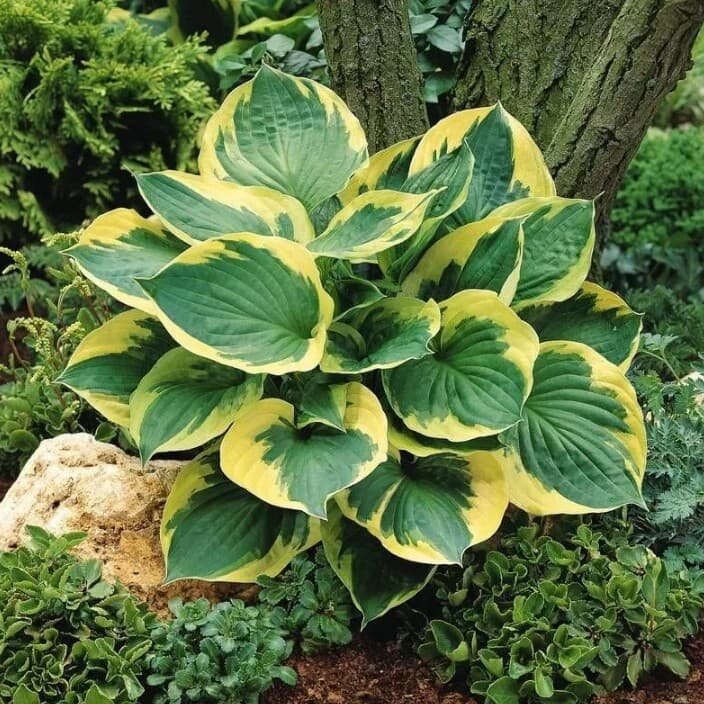 Хоста Твилайт (1 корневище в пакете с торфом), Нидерланды