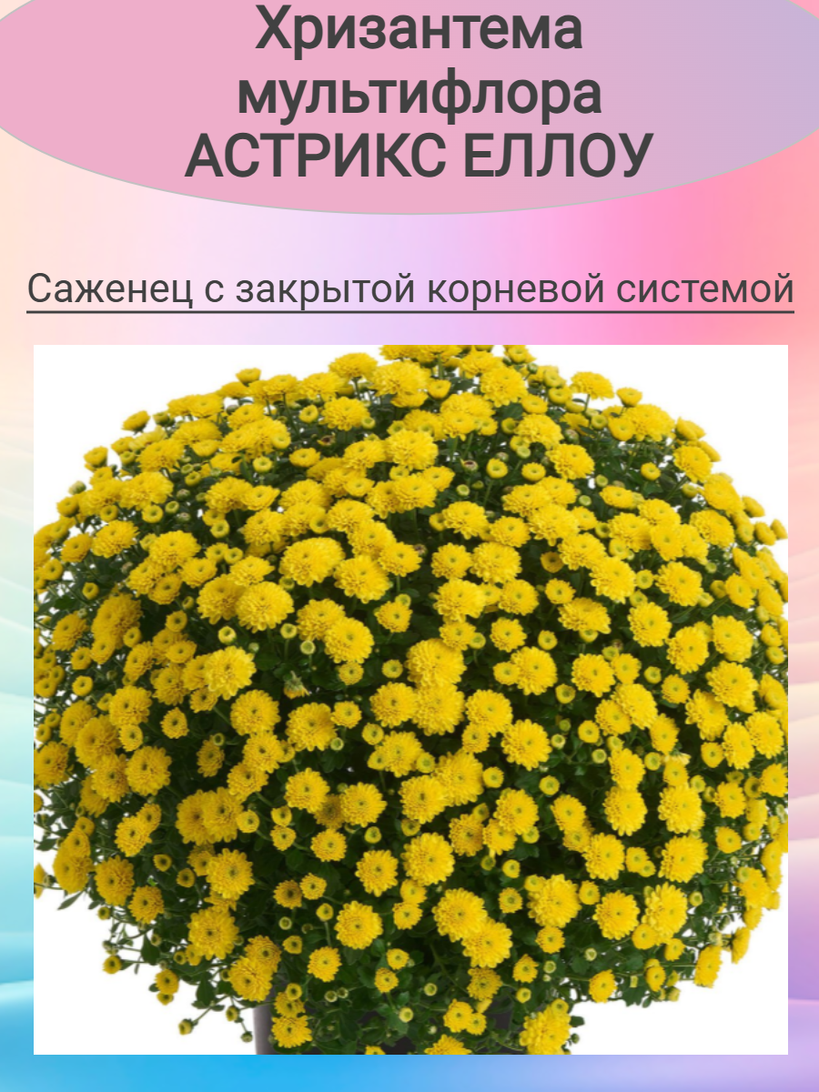 Хризантема мультифлора Астрикс Еллоу