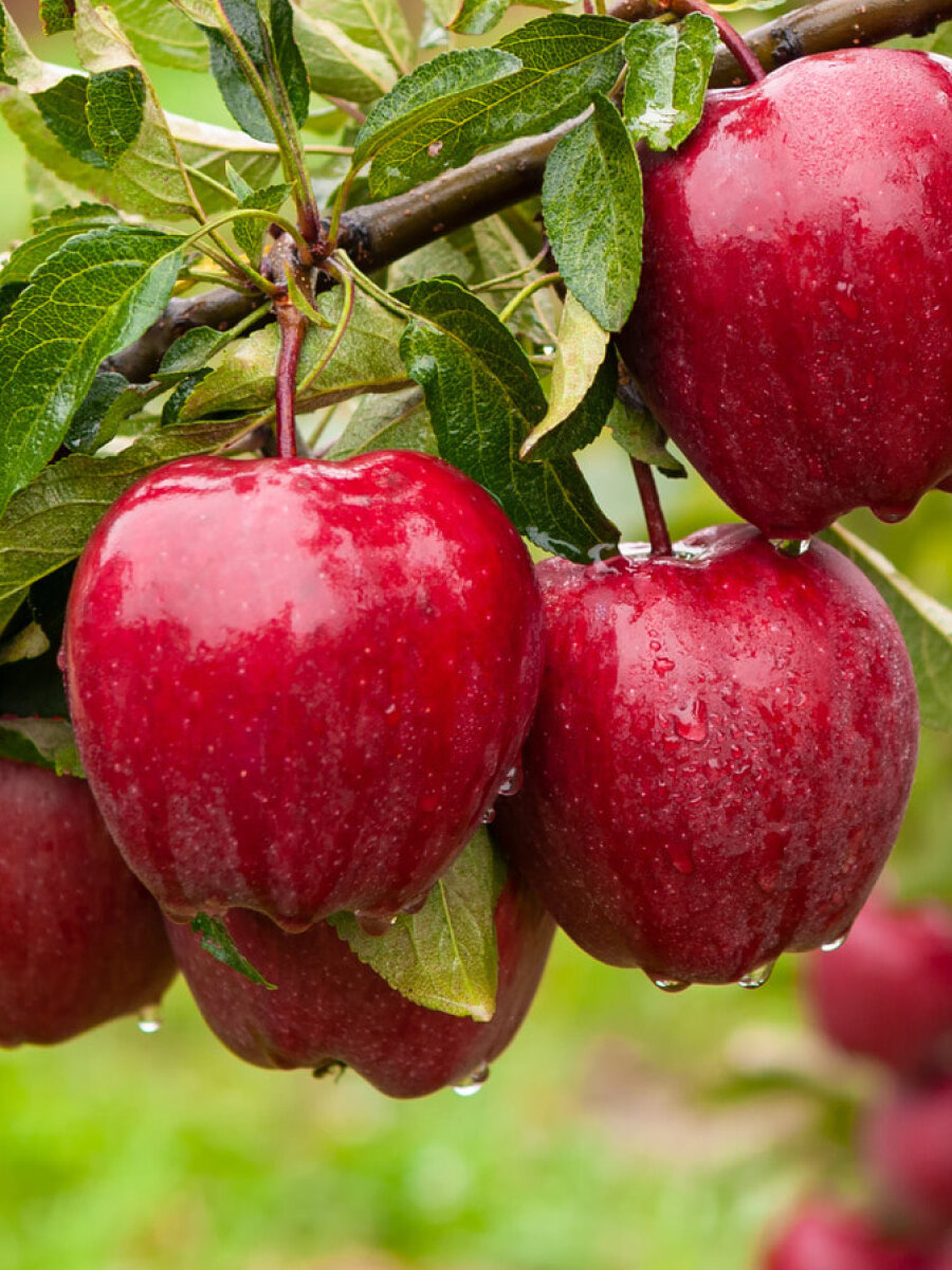 Яблоня "Ред Делишес", морозостойкая, многолетняя, красная, 2 года