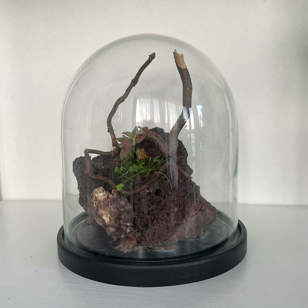 Клошариум, тропический флорариум в стеклянном клоше с фиттонией, натуральными камнями и коряжками