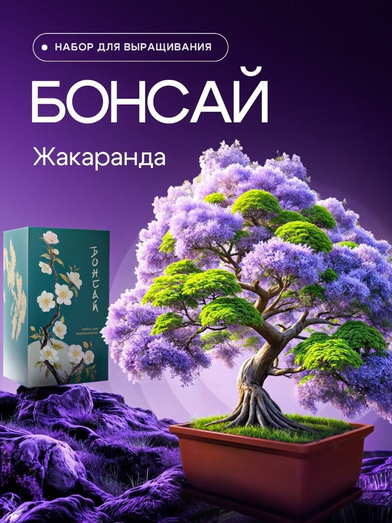 Бонсай большой подарочный набор для выращивания растений Жакаранда