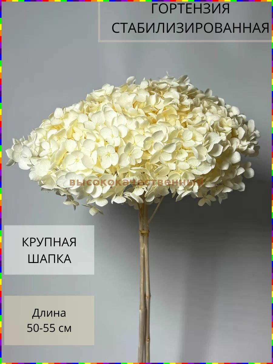 Элегантная гортензия в стеклянном колпаке, 55 см, с фиксацией идеальный живой арт-объект для интерьера