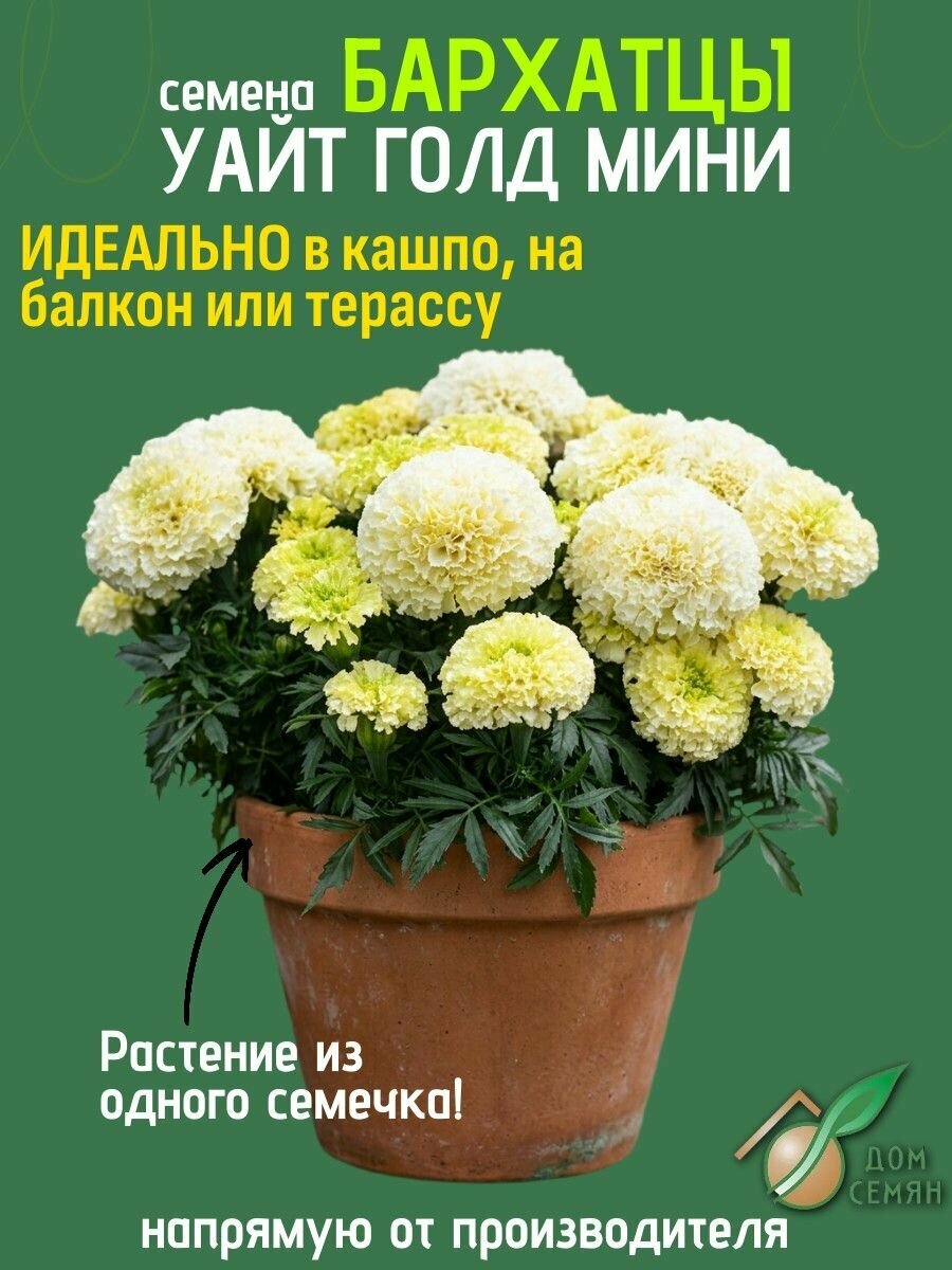 Бархатцы F1 (Тагетес прямостоячий) Уайт Голд Мини, карликовые с чисто белой окраской цветка, 4 шт семян