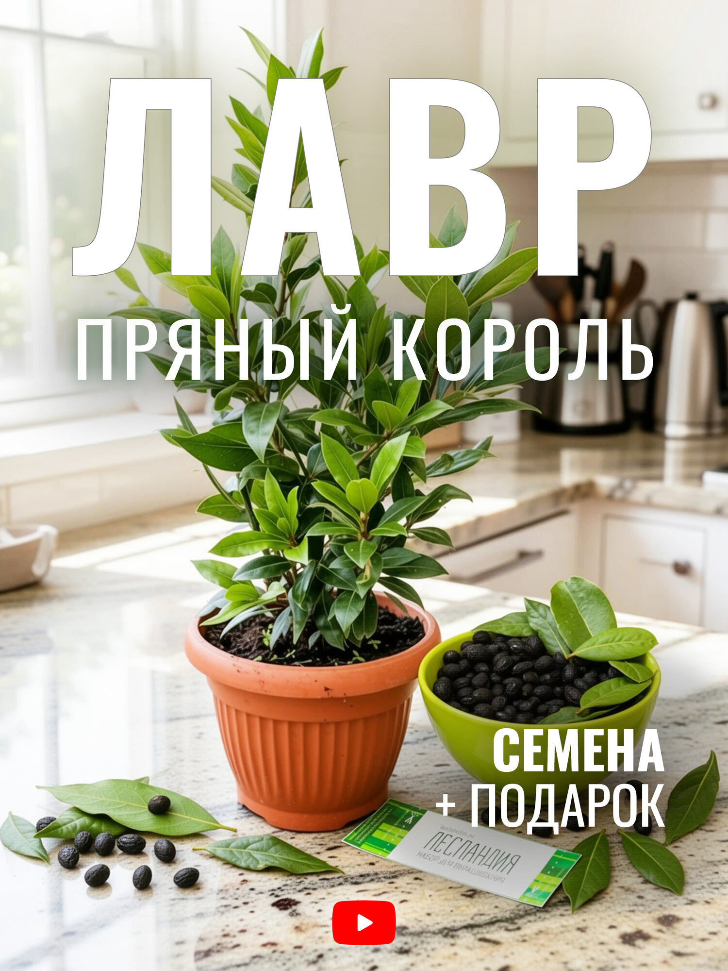 Лавр Пряный Король, Семена, 5 шт, семена трав и пряных растений