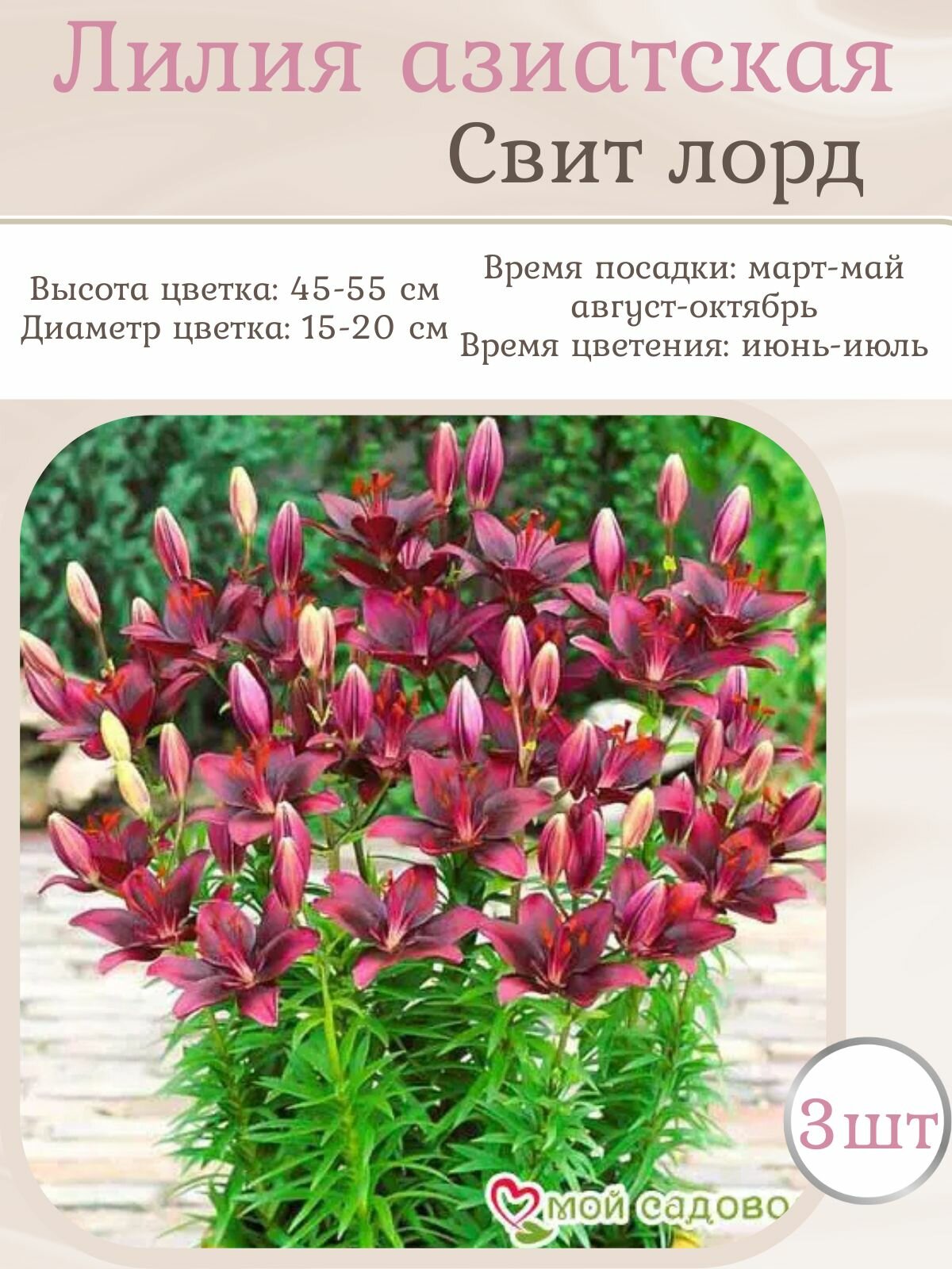 Лилия Азиатская, многолетние цветы, луковицы 3 шт