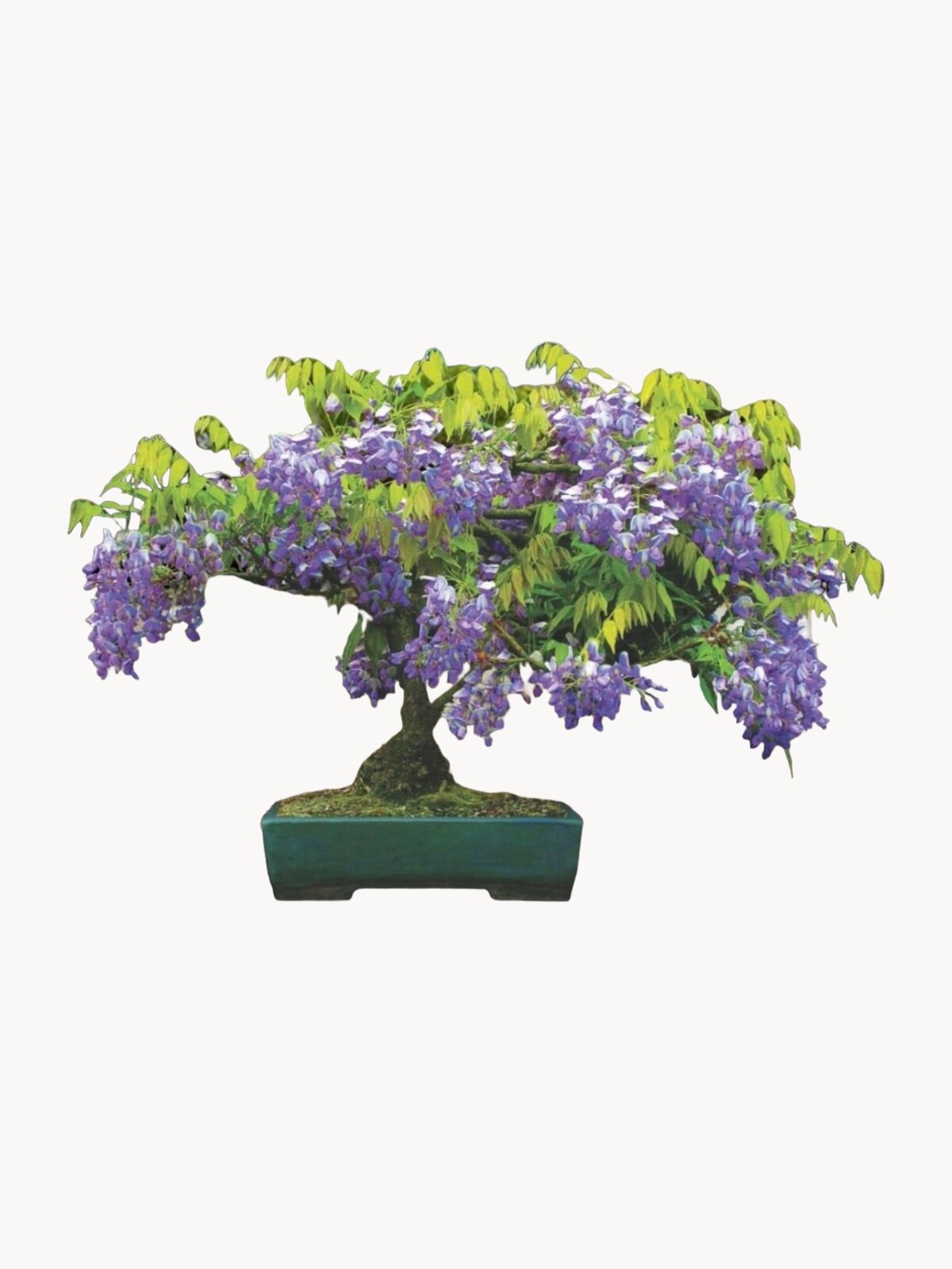 Подарочный набор для выращивания "Вырасти Бонсай дома" Жакаранда, вырасти дерево, живой бонсай