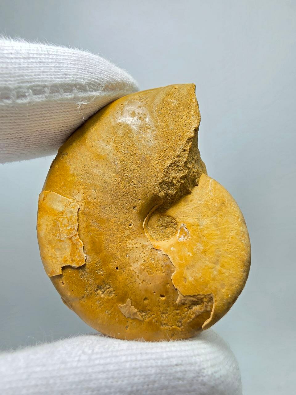 Аммонит перламутровый 42 мм, 25 г.