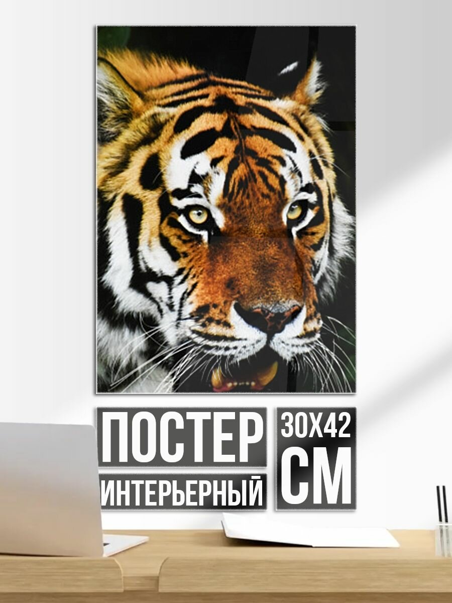 Постер на стену Боевой тигр