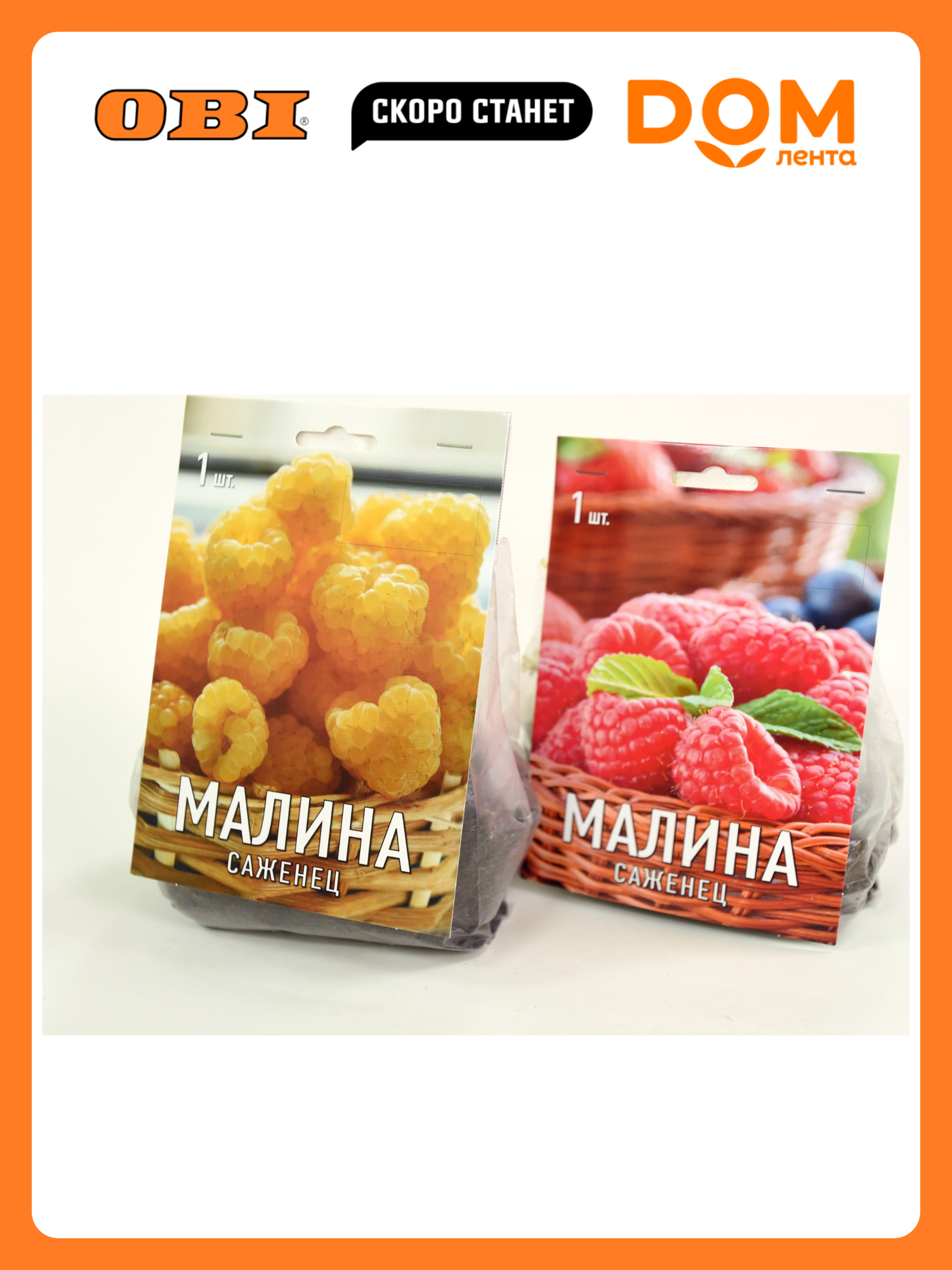 Растение Малина в капере в ассортименте 1 шт