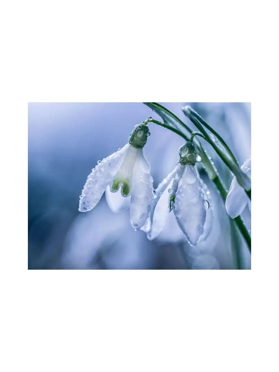 Постер Подснежник, размеры 40 x 30 см, материал бумага, без рамы