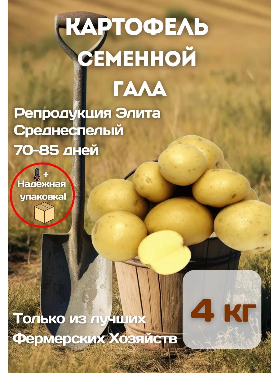 Картофель на посадку семенной Гала