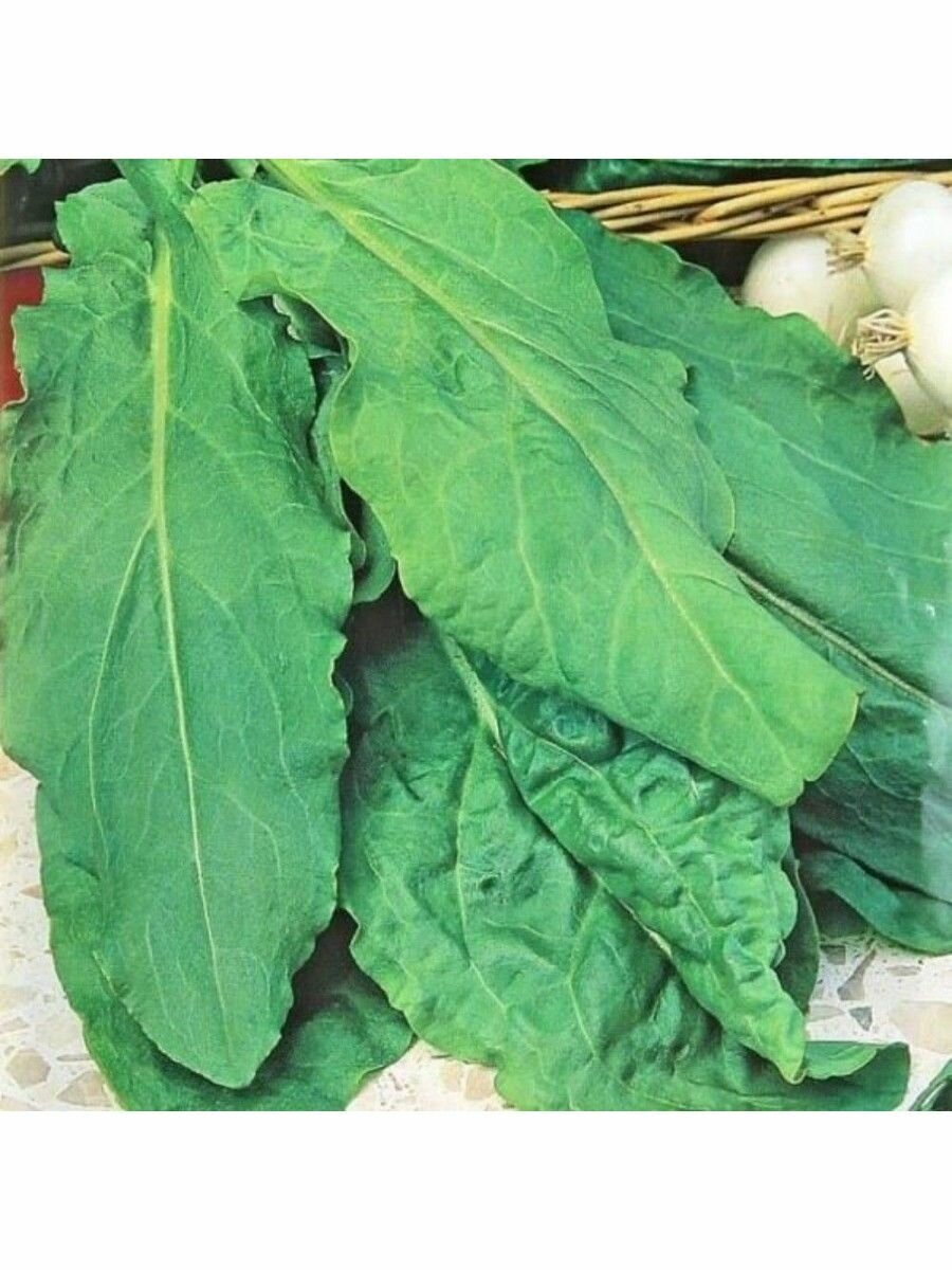 Семена Щавель Чемпион