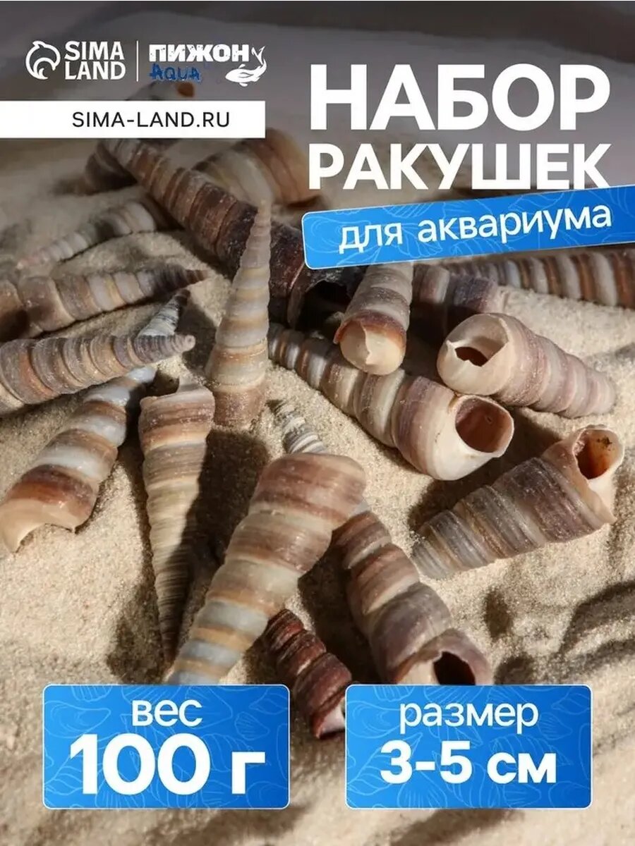Эксклюзивный набор морских ракушек для творчества