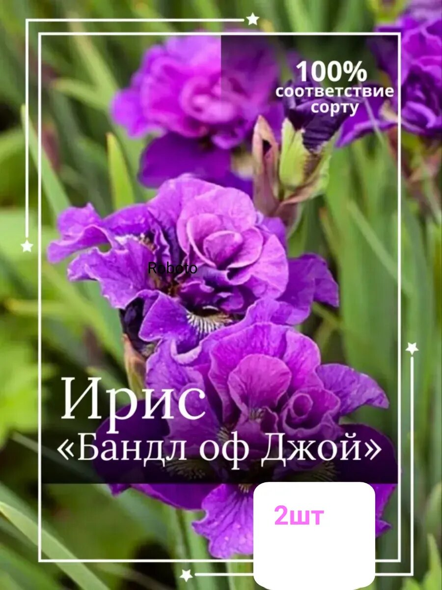 Ирисы луковица бандл оф Джой