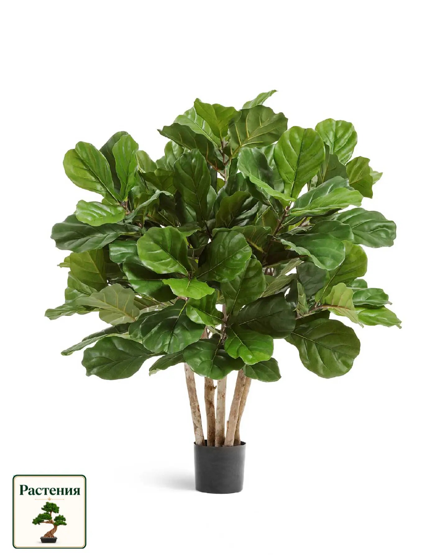 Фикус искусственный Лирата Гранд куст многоствольный 80 х 95 TREEZ Collection, зеленый, ствол из натурального дерева